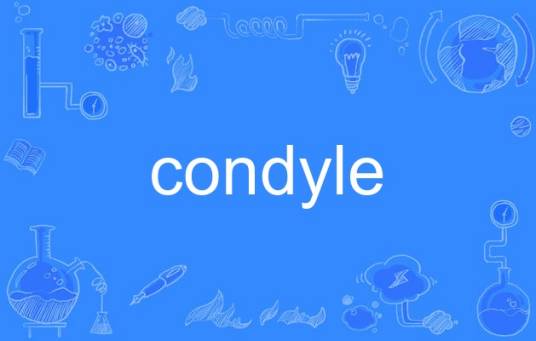 condyle_百度百科