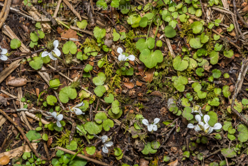 Viola filicaulis_百度百科