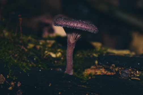 鳞毛革耳_百度百科