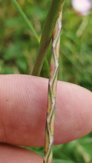 Elionurus tripsacoides_百度百科