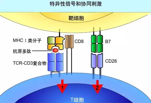 HLA与MHC之间是什么关系？_百科TA说
