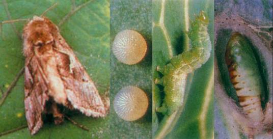 银纹夜蛾_百度百科