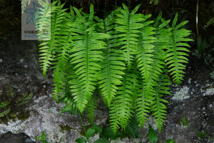 水龙骨科_百度百科