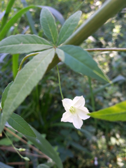 Distimake quinquefolius_百度百科