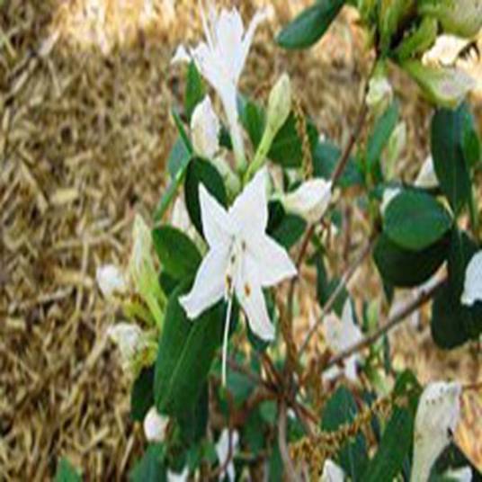 Rhododendron 'Fragrant Star'_百度百科