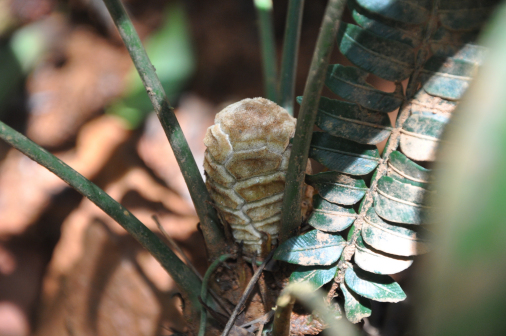 Zamia stevensonii_百度百科