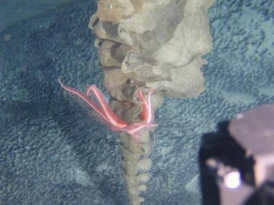 “派大星”背板海星_百度百科