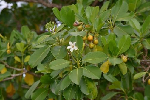 Fagraea berteroana_百度百科