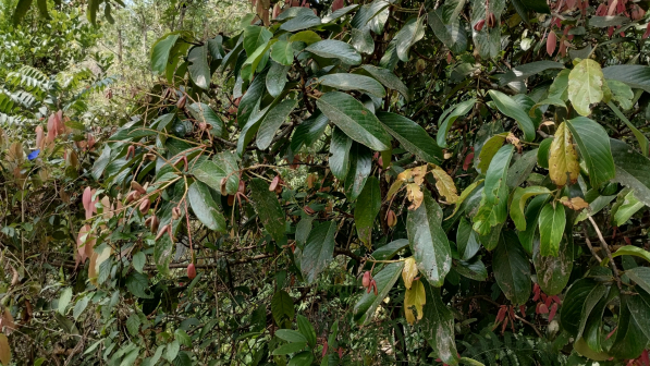 Bhesa indica_百度百科