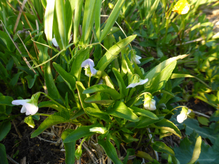 Viola stagnina_百度百科