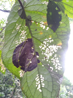 Piper cernuum_百度百科
