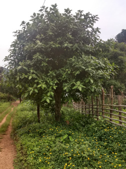 Ficus exasperata_百度百科