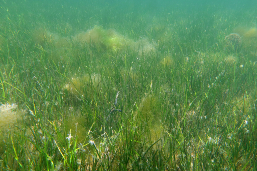 Zostera noltii_百度百科