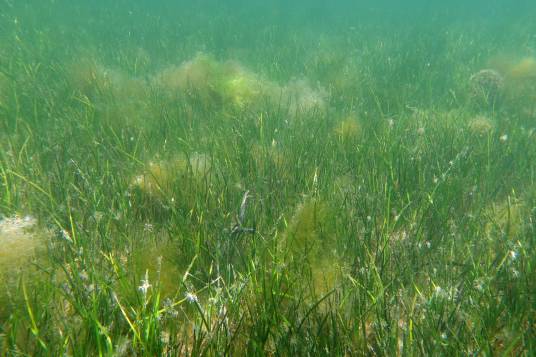 Zostera noltii_百度百科