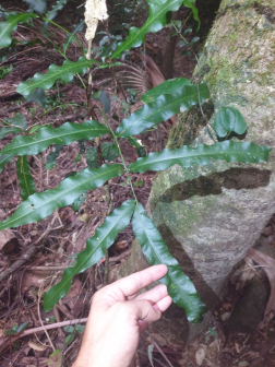 Atalaya multiflora_百度百科