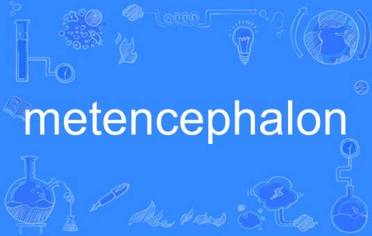 metencephalon_百度百科