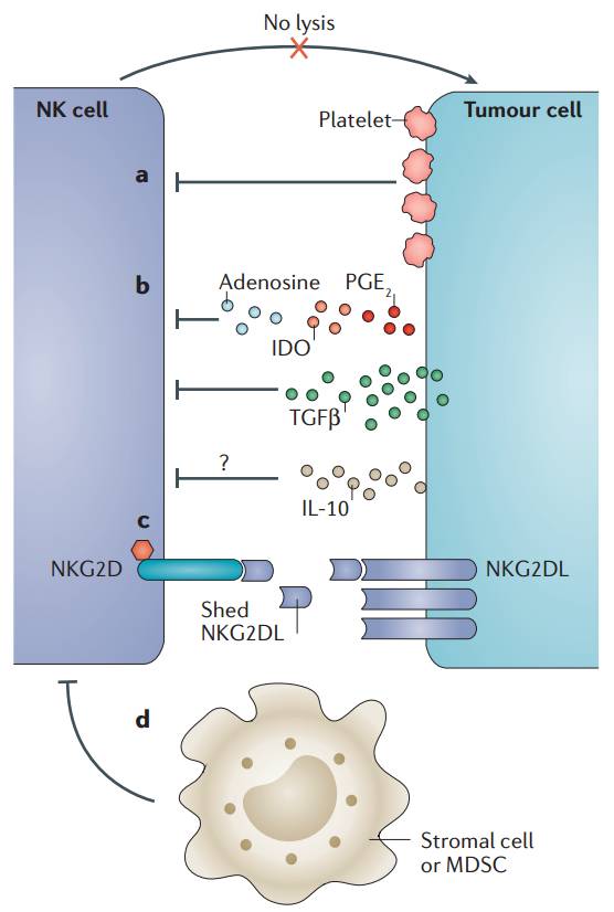 关于NK细胞，你需要知道什么？_百科TA说