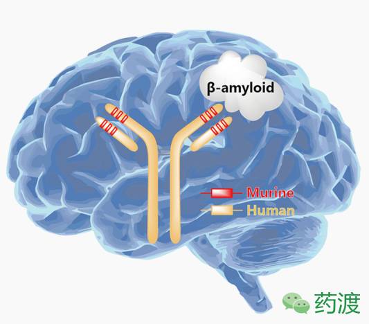 阿尔茨海默病β-amyloid假说及药物研发现状_百科TA说