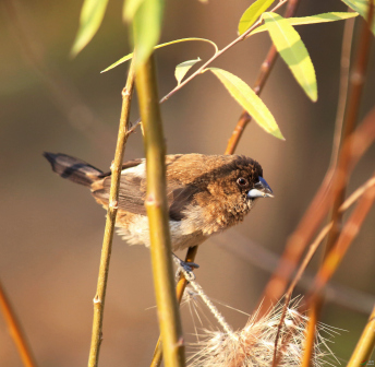 白腰文鸟_百度百科