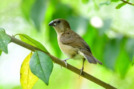白腰文鸟_百度百科