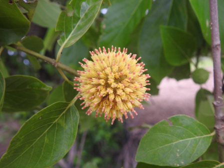 Mitragyna inermis_百度百科