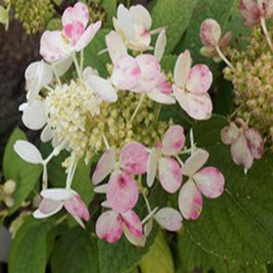 Hydrangea paniculata 'Bulk' QUICK FIRE_百度百科
