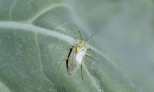 黑始丽盲蝽_百度百科