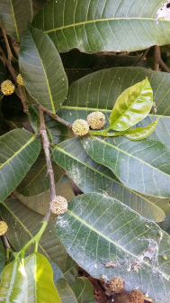 Brosimum alicastrum_百度百科