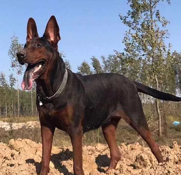 最耀眼的中国红——苏联红犬_百科TA说