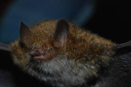 东北管鼻蝠_百度百科