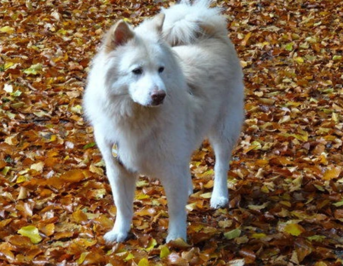 中华小猎犬——唐狗_百科TA说