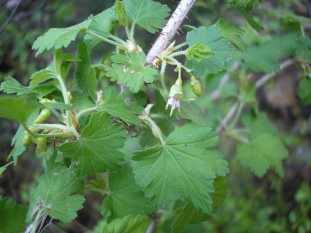 Ribes inerme_百度百科