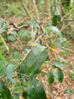 Gossia punctata_百度百科