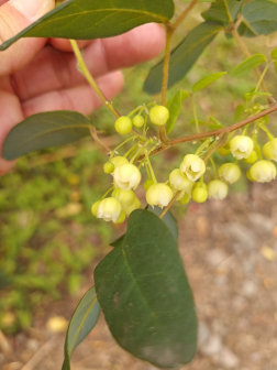 Boquila trifoliolata_百度百科