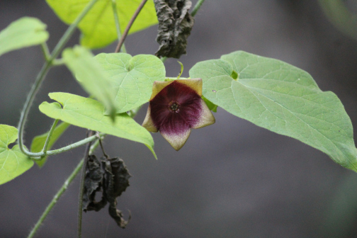 Polystemma guatemalense_百度百科