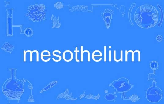 mesothelium_百度百科