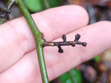Abuta grandifolia_百度百科