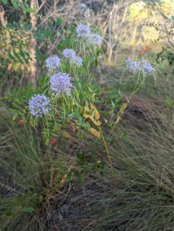 Warea amplexifolia_百度百科