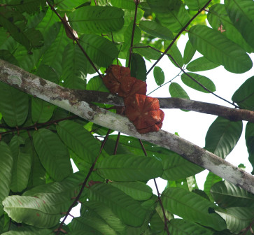 Carapa surinamensis_百度百科