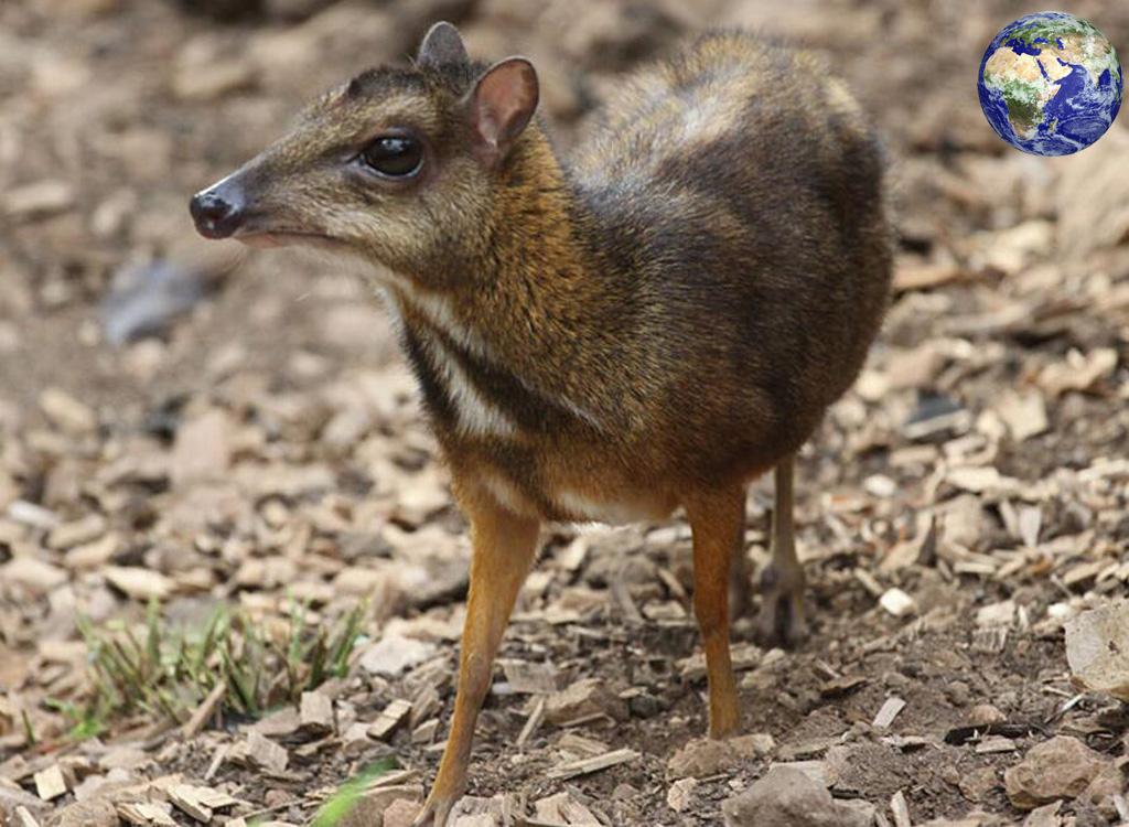 可爱的迷你小鹿，体型比兔子还小，只有三斤左右的重量_百科TA说