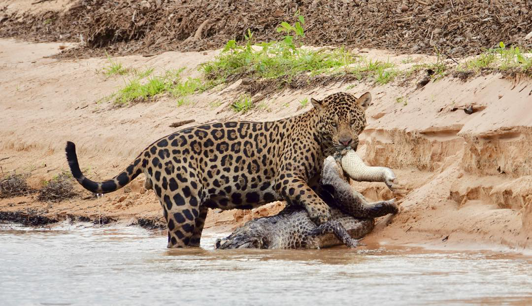 美洲虎捕食鳄鱼，真的只是“猫吃鱼”那么简单吗？_百科TA说