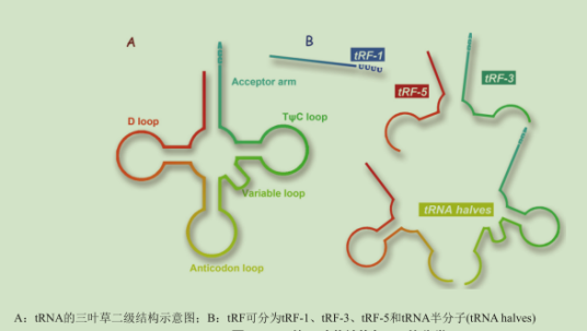 tRFs_百度百科