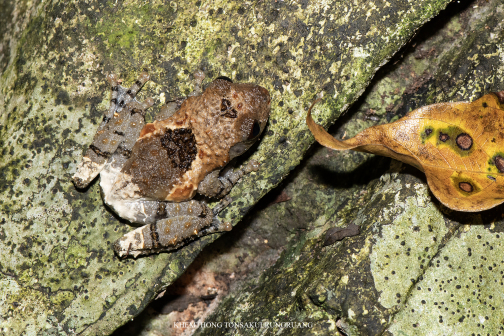 白斑棱皮树蛙_百度百科