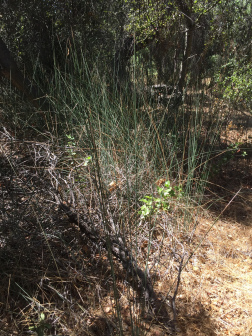 Juncus textilis_百度百科