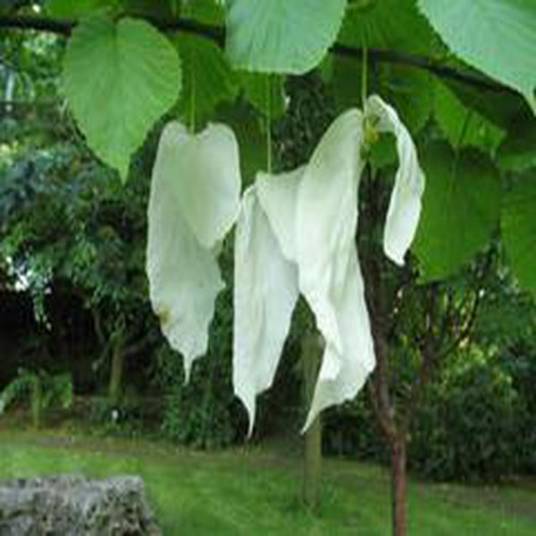 Davidia involucrata_百度百科