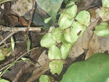 Terminalia oblonga_百度百科