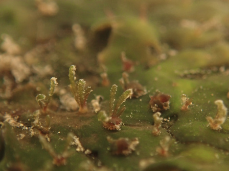 Hydrobryum koribanum_百度百科