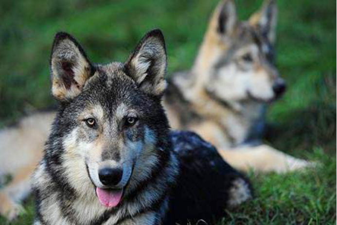 狼狗：人类忠实的守护神_百科TA说