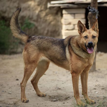 狼狗（狗的品种）_百度百科