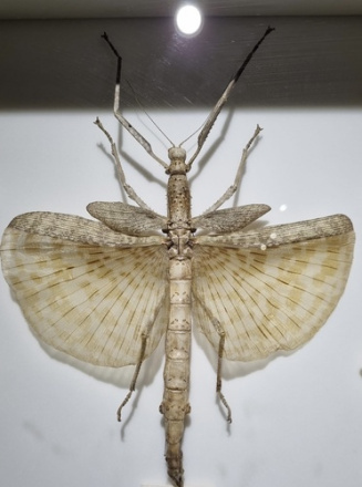 竹节虫（竹节虫目昆虫的通称）_百度百科